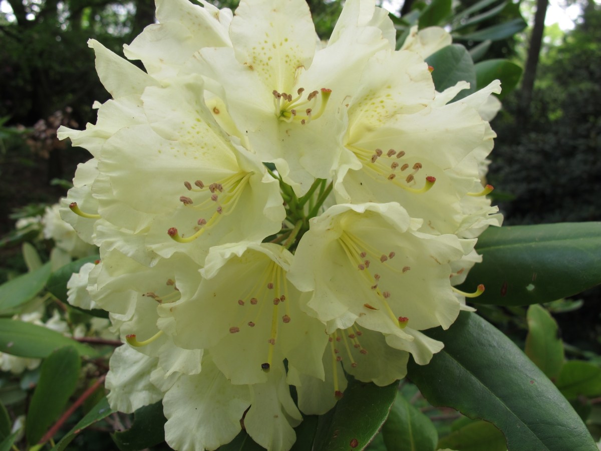 Chapter Events – Massachusetts Rhododendron society