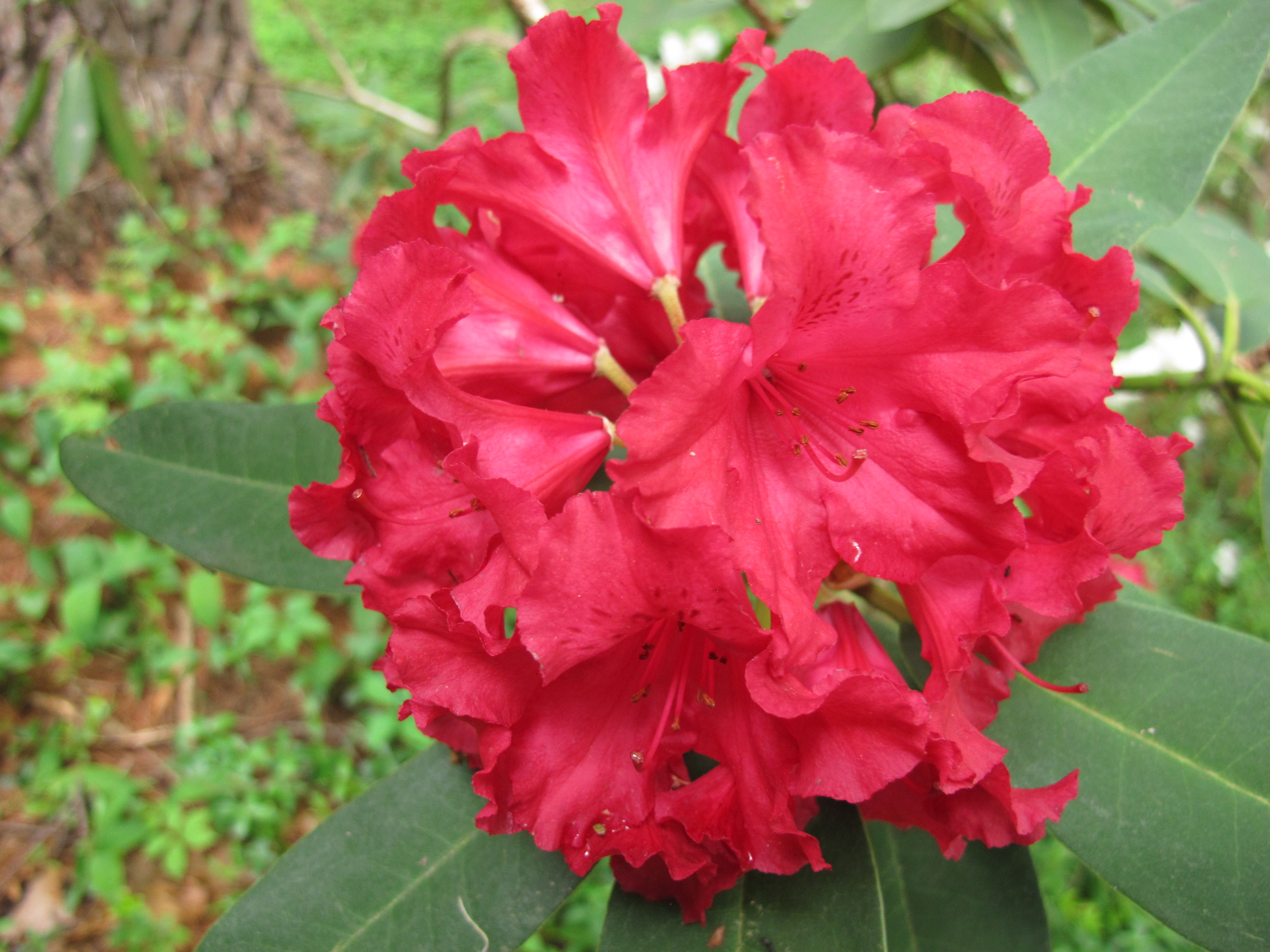 Massachusetts Rhododendron society – Massachusetts Chapter